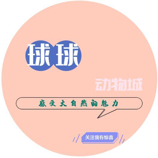 球球动物城 