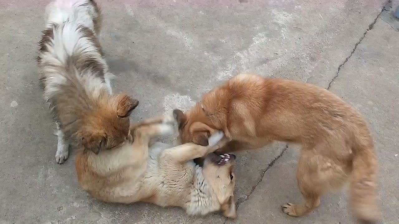 看看这几只狗,是在干什么,在玩还在干仗呢,有点看不懂