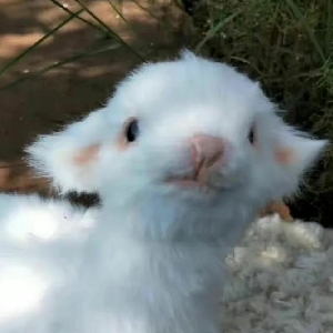 狗儿不听狗儿歌 