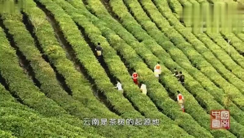 外交部云南全球推介会云南宣传片