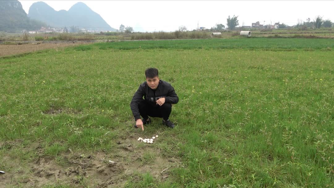 荒废的稻田里长着那么多靓货,市场上价值几十元一斤,小伙乐坏了
