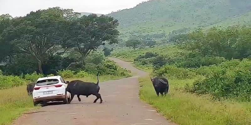 水牛拦路不让车辆通过,司机抱着侥幸心理硬闯,下一秒意外发生了