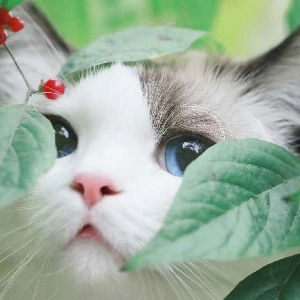 畅明怡 