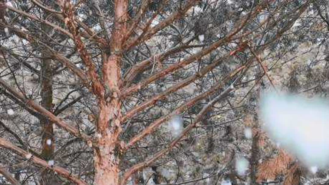森林下雪美丽风景实拍视频