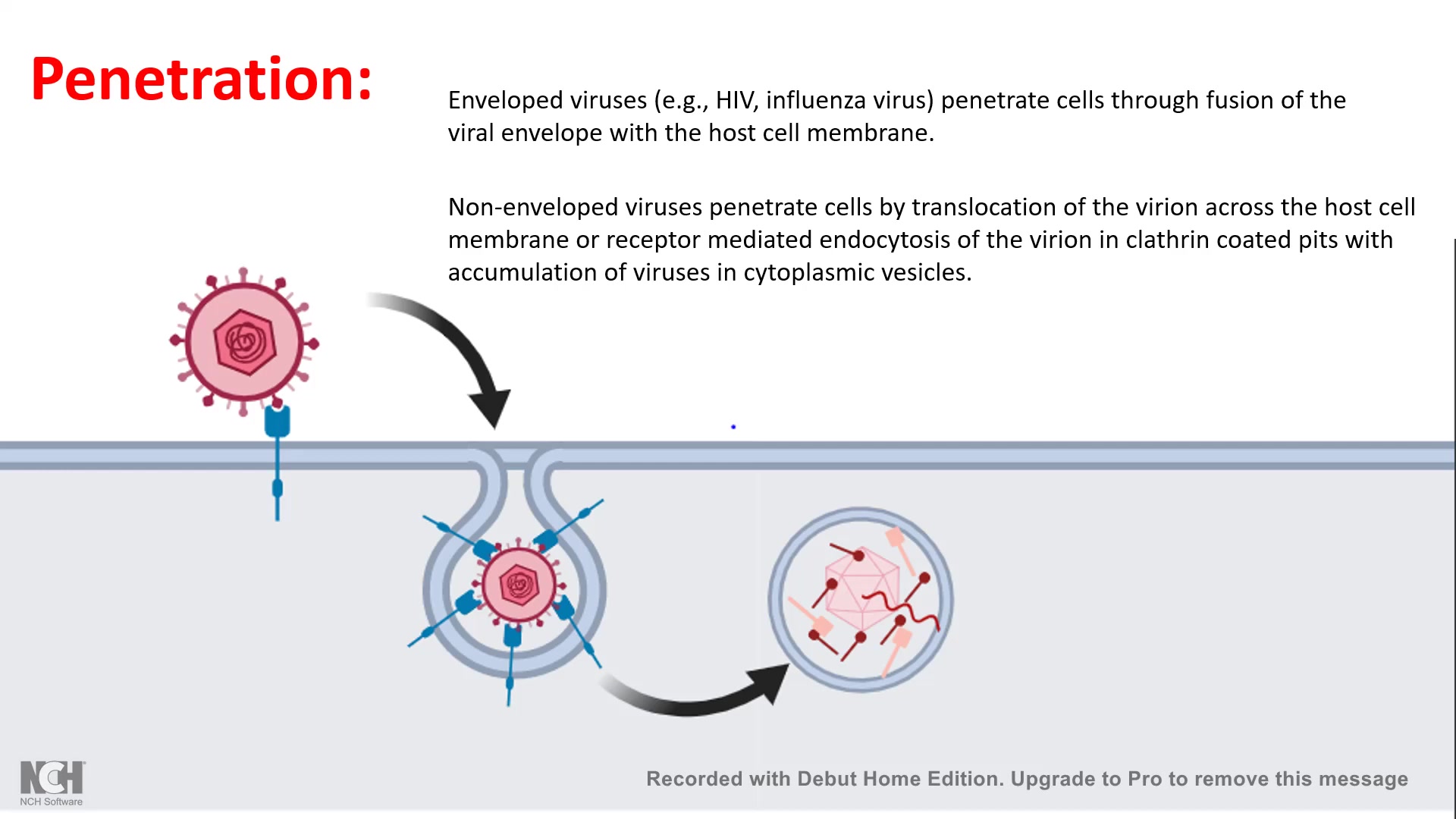 replication of RNA virus