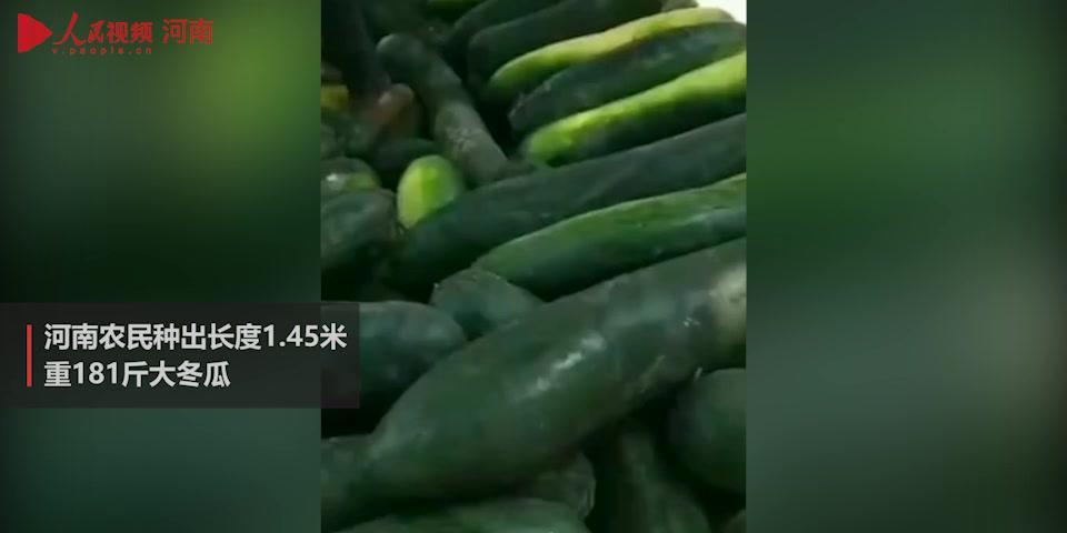 河南农民种出长度1.45米,重181斤大冬瓜