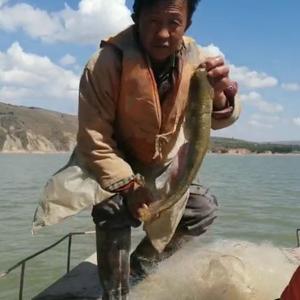 刘义正宗黄河鱼 