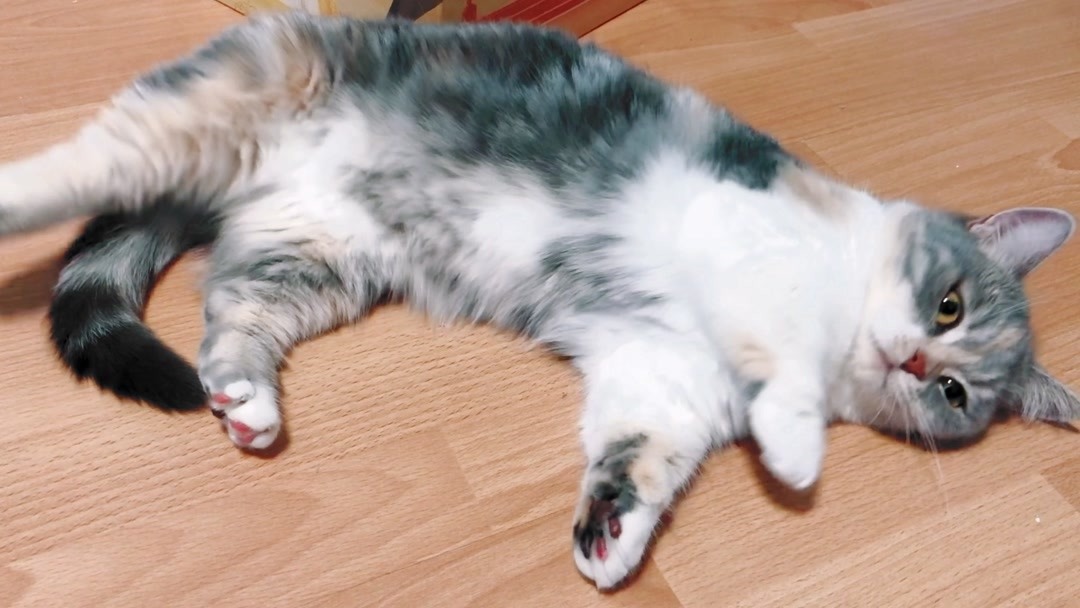 猛男必看的猫咪撒娇视频