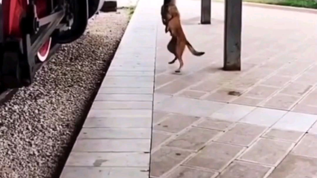 你讲过狗狗跳舞吗?搞笑!