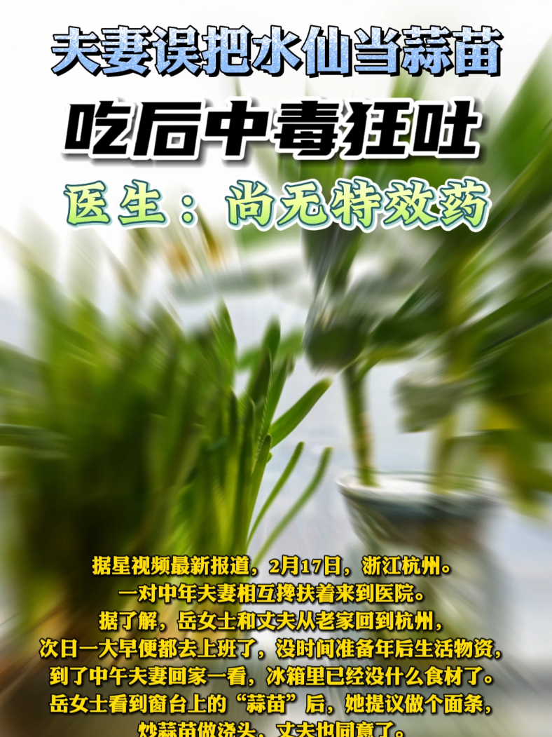 夫妻误把水仙当蒜苗吃后中毒狂吐医生:尚无特效药
