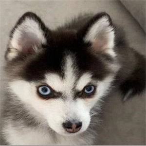 卡哇伊是博士奇