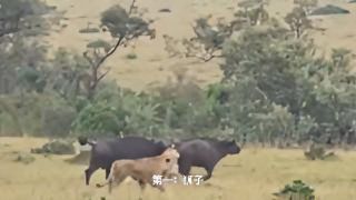 为您介绍--动物世界