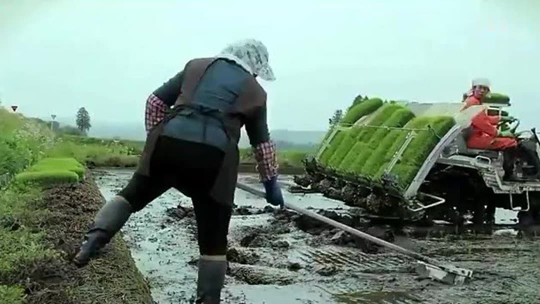 日本农业技术: 现代水稻播种和种植