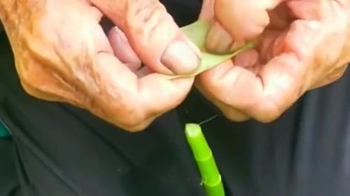 快要失传的无刀切菜,这个植物怎么也不会想到,自己把自己切了