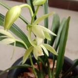 蔓草MyEden 