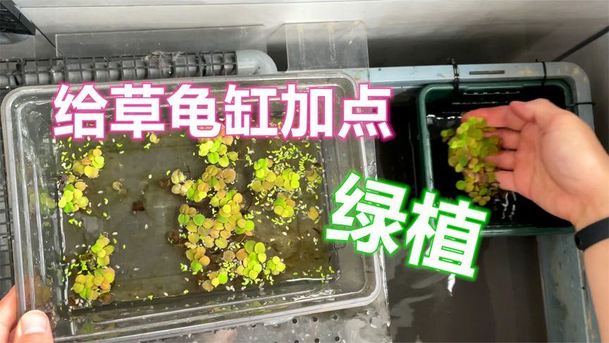 给草龟缸安装一个花盆,准备开始种点植物,美化一下这个草龟缸