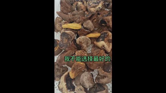 名都农业科技桑黄种植技术成熟 管理简单易 喜欢的朋友来聊