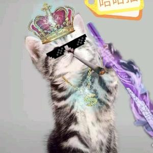 哈哈猫老婆贼多 