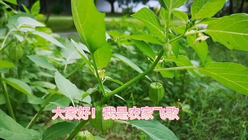 灯笼果富含人体所需的18种维生素,营养价值似人参