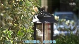 百度搜开会数码 0首付分期付款 SONY索尼NEX 16-70mm镜头F4评测