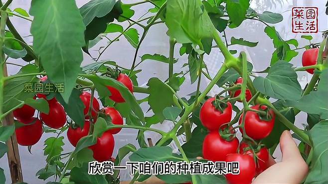 在家自制简易滴灌系统,提高阳台种植番茄的产量,还能多次采摘