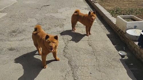 一万多的狗,谁知道这是什么犬,太美了,两条狗一样一样的