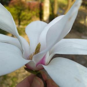 城市泡泡堂 