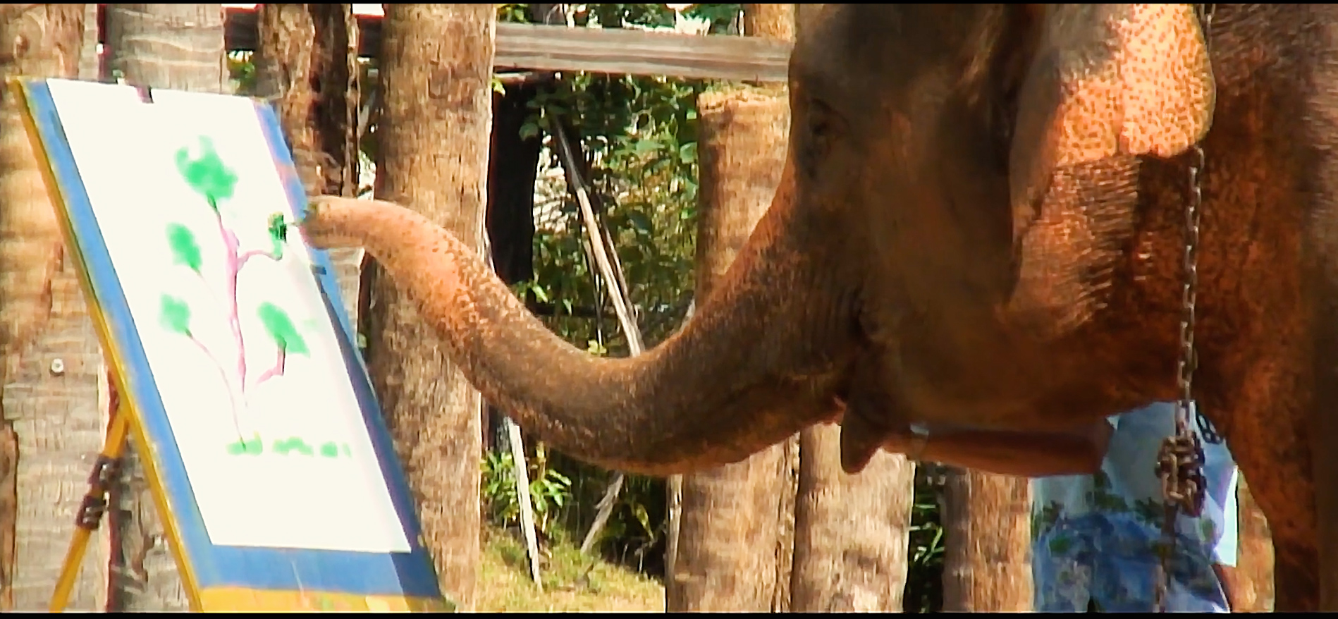 大象精彩表演背后触目惊心的真相1/3