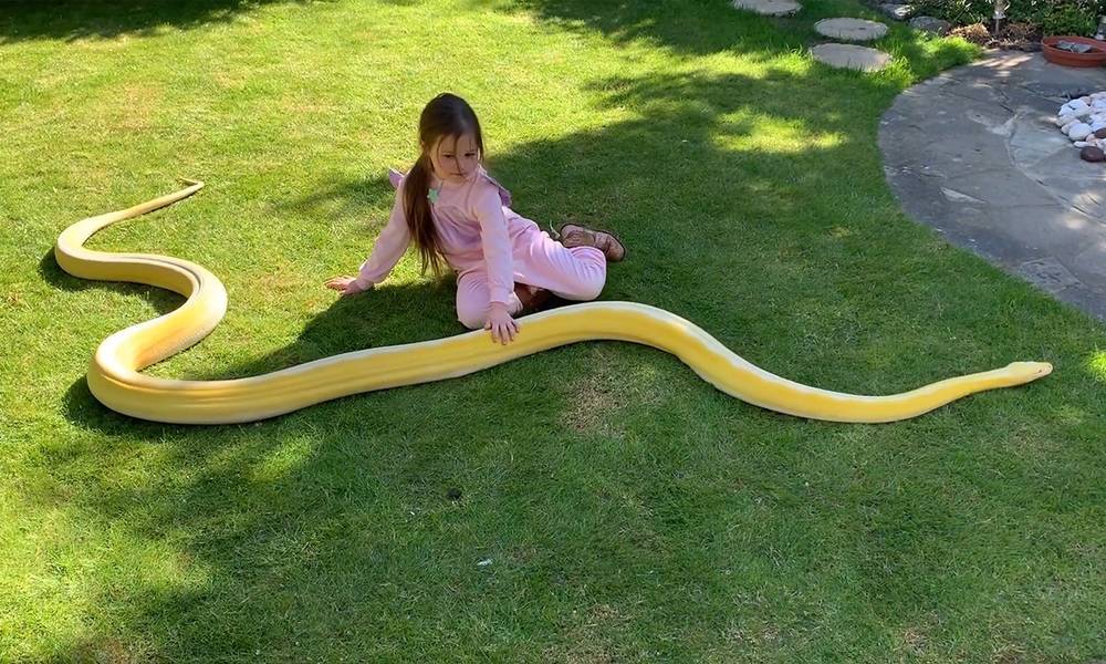 小女孩在草地上抚摸一条黄金大蟒蛇,镜头拍下全过程