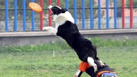 训练狗狗上厕所 训犬教程