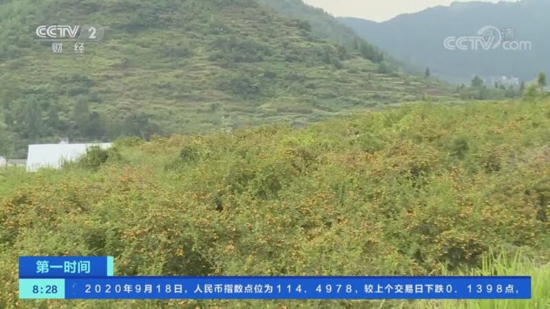 [第一时间]贵州毕节:10万亩刺梨成熟 特色产业助农增收