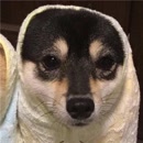 请接受来自一个沙雕的邀请 