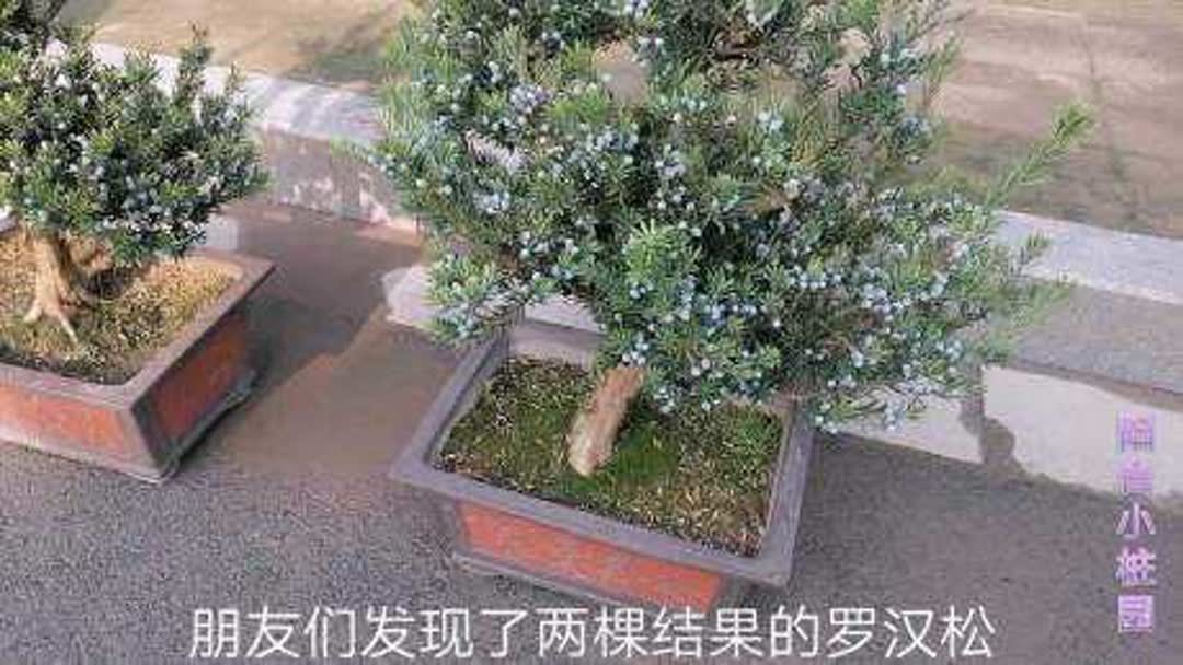 第一次见挂满果的罗汉松老桩,果子确实像罗汉,真漂亮!