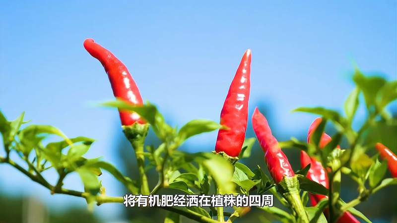 辣椒种植播种管理很重要,直接关系到产量,你都知道吗?