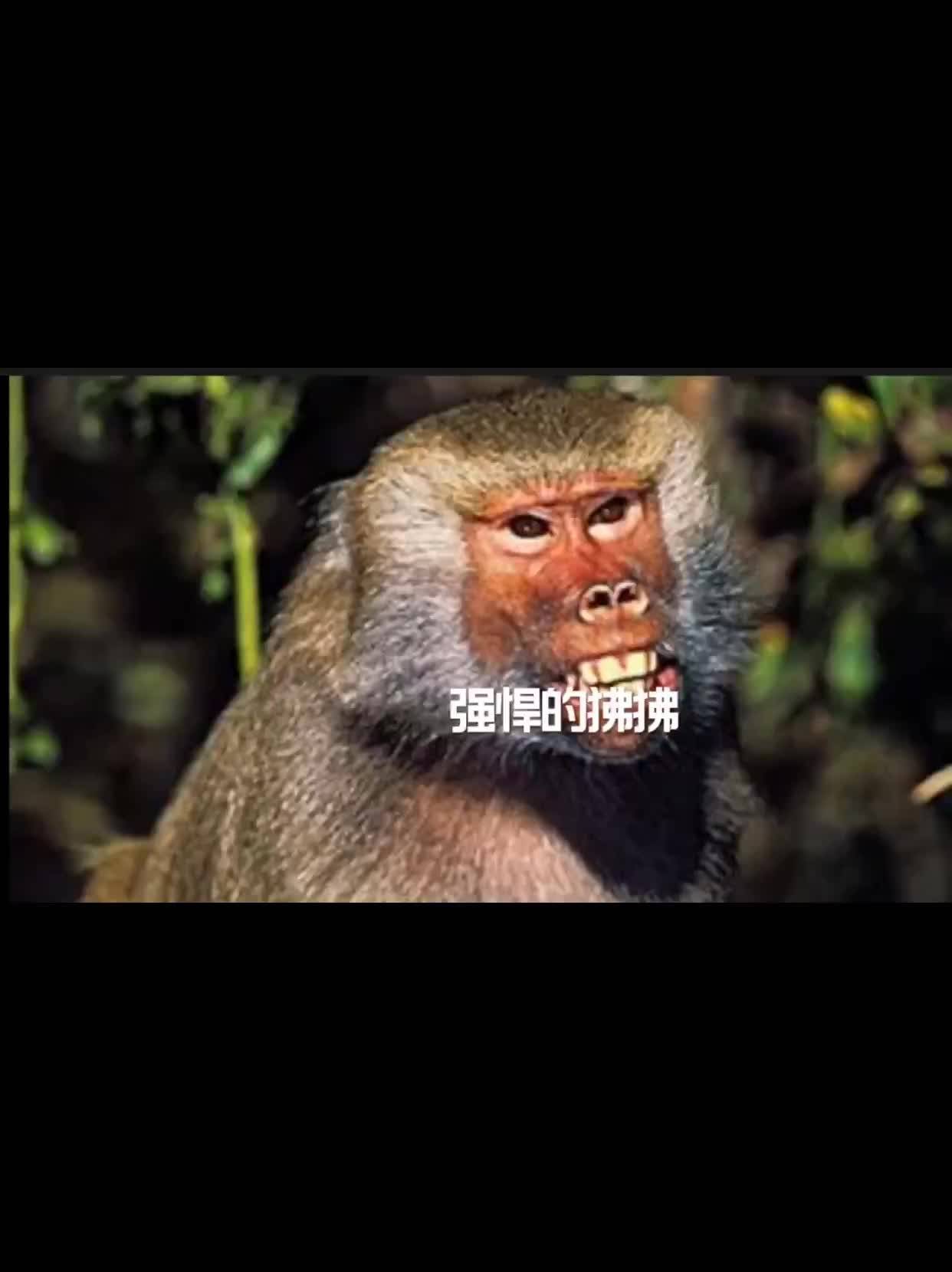 凶猛强悍的狒狒 科普 动物 狒狒