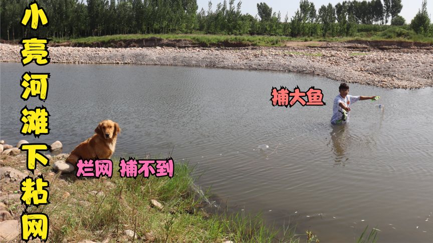 小亮来河滩下粘网捕鱼,金毛直说网太烂捕不到鱼,你们怎么认为?