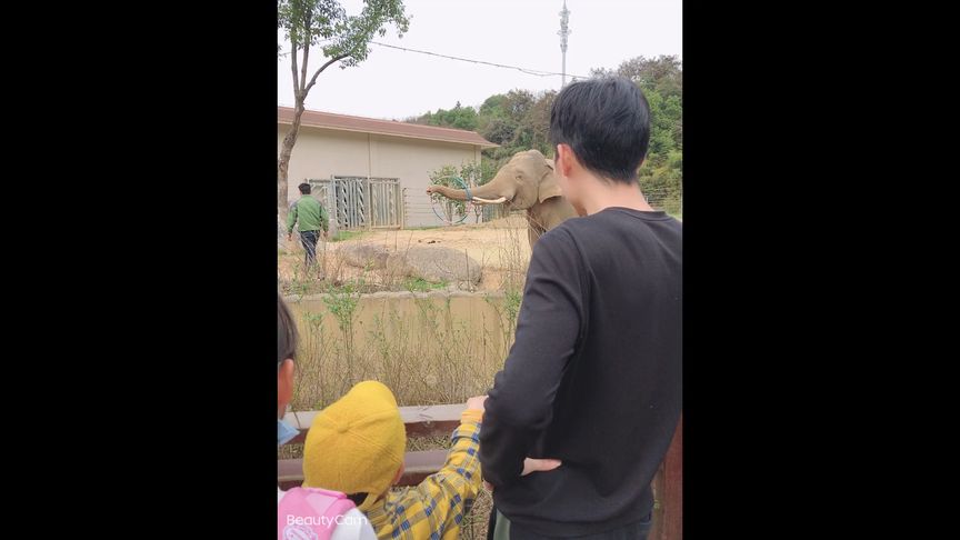 雅戈尔动物园之大象表演