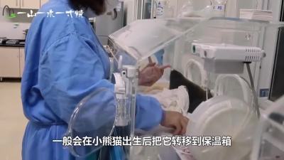 从拒绝到拥抱,熊猫妈妈对幼崽的接受过程,心都跟着融化