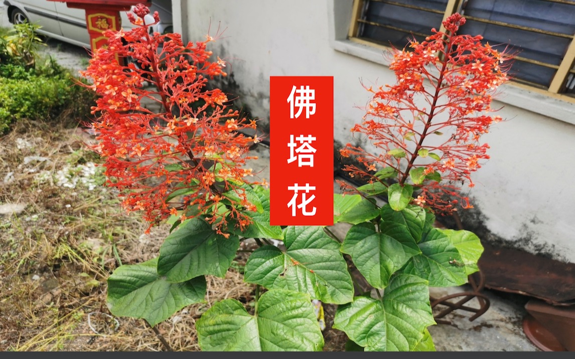 (宝塔龙船花)~圆锥大青的作用。