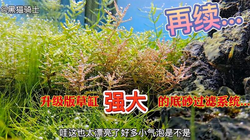 升级版草缸,强大的底砂过滤系统,所有问题都不是问题.再续.