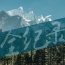 白鸽全纪录 