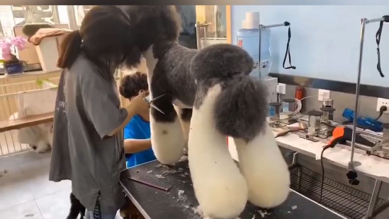 宠物美容师培训学校费用一般多少钱?