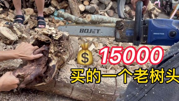 五十多年枯死黄花梨树头,锯开了,去白色的皮后,预计有10斤老料