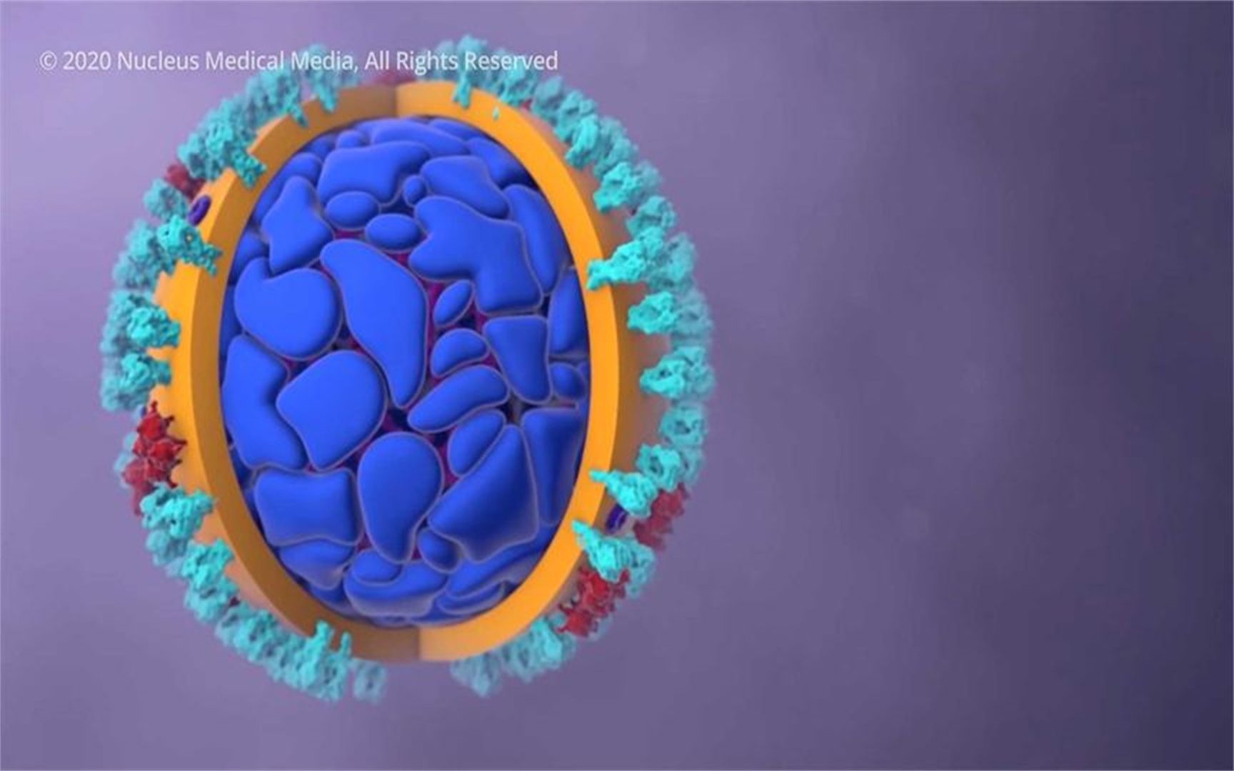 权威视频:新冠病毒在你的身体内做了什么?
