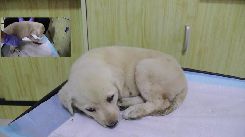 小狗身患细小病毒,看着小狗可怜,心急如焚的小赵赶紧给它输液