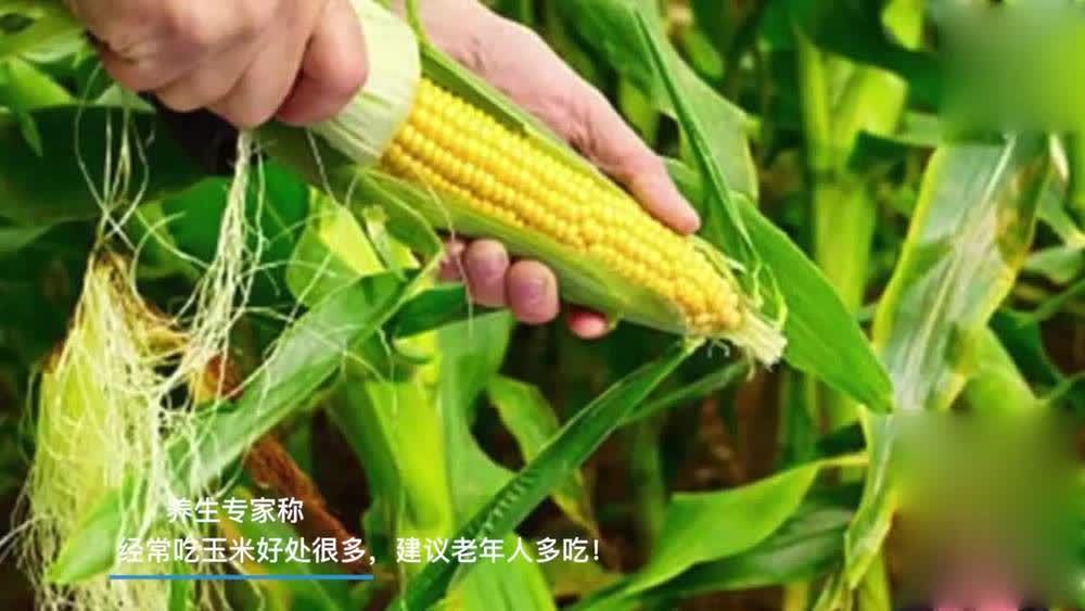 养生专家称,经常吃玉米好处很多,建议老年人多吃!