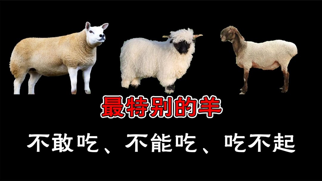 盘点那些奇怪的羊群,不敢吃也吃不起!