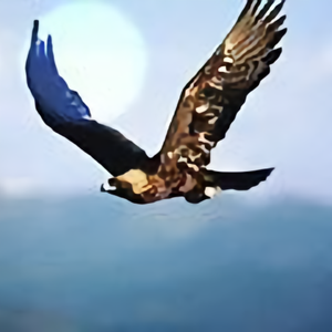 向往鹰的飞翔46 