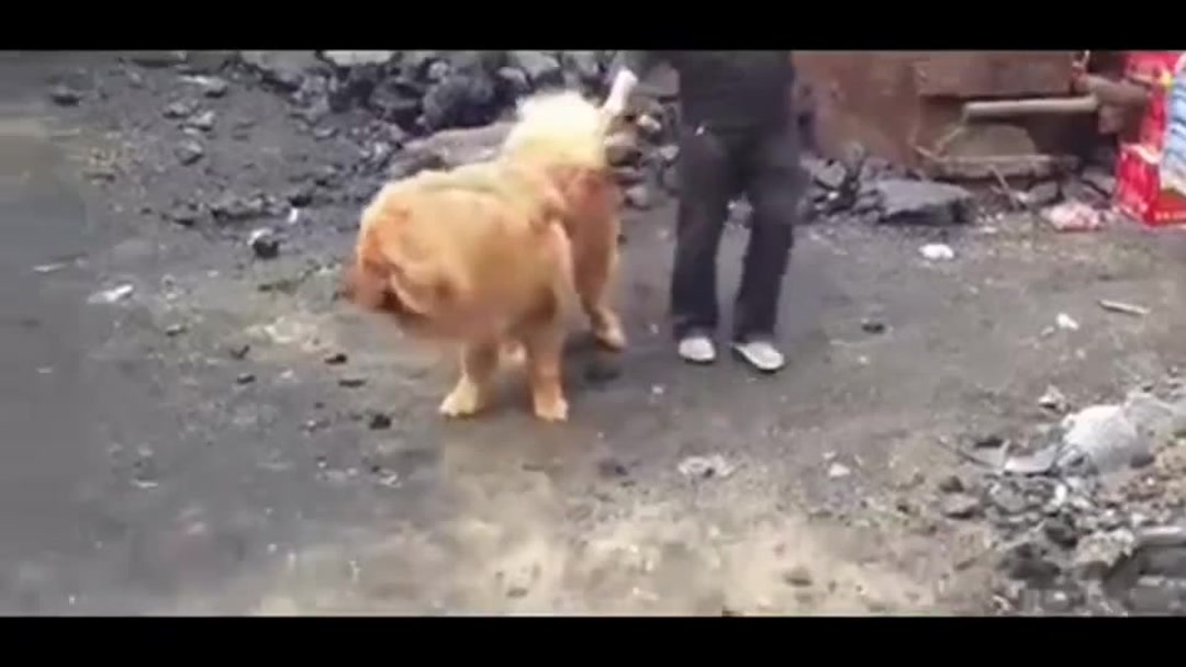 藏獒打架视频”﹟(3)