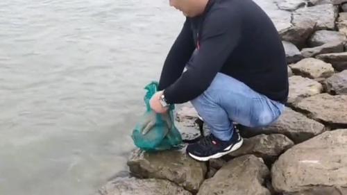 每次放生都以为是在救众生,其实是众生在救我们,众生皆有灵性请保存...